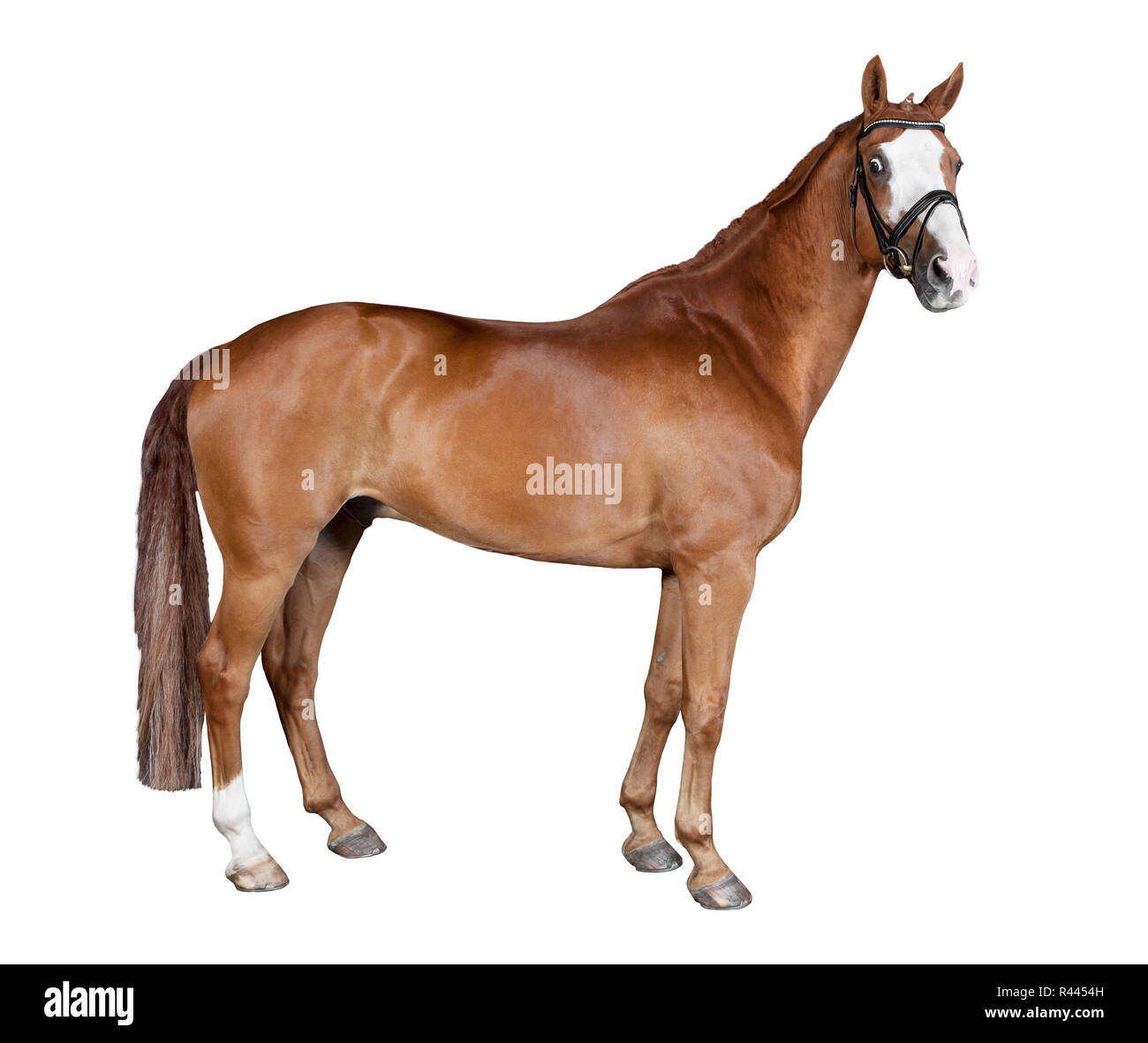 Brown horse standing Cut Out Stock Images & Pictures - Alamy