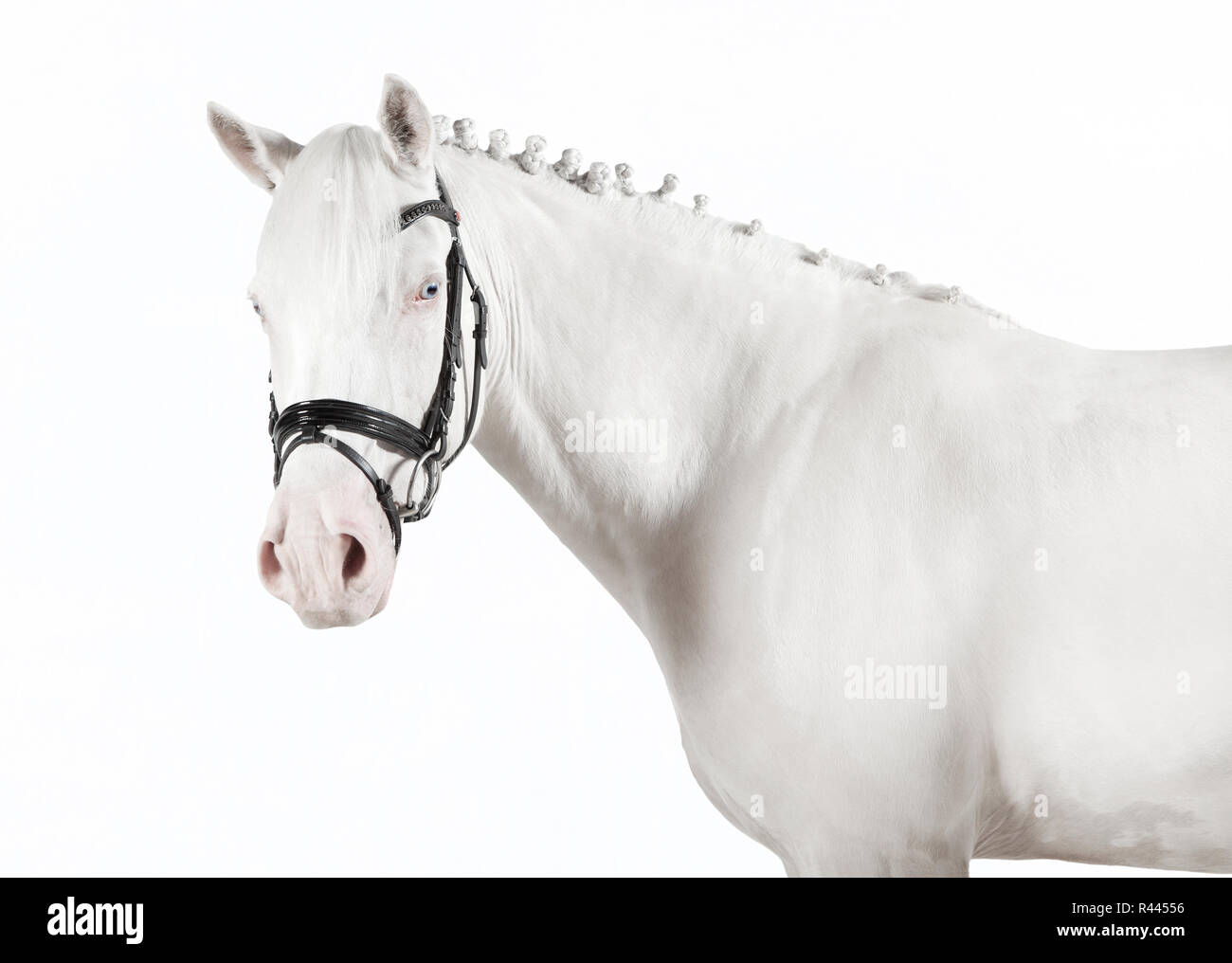 isolated white pony Stock Photo - Alamy