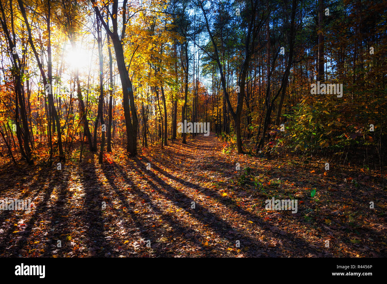 Autumn forest at sunset with rays of sunlight shining through trees, picturesque, tranquil ...