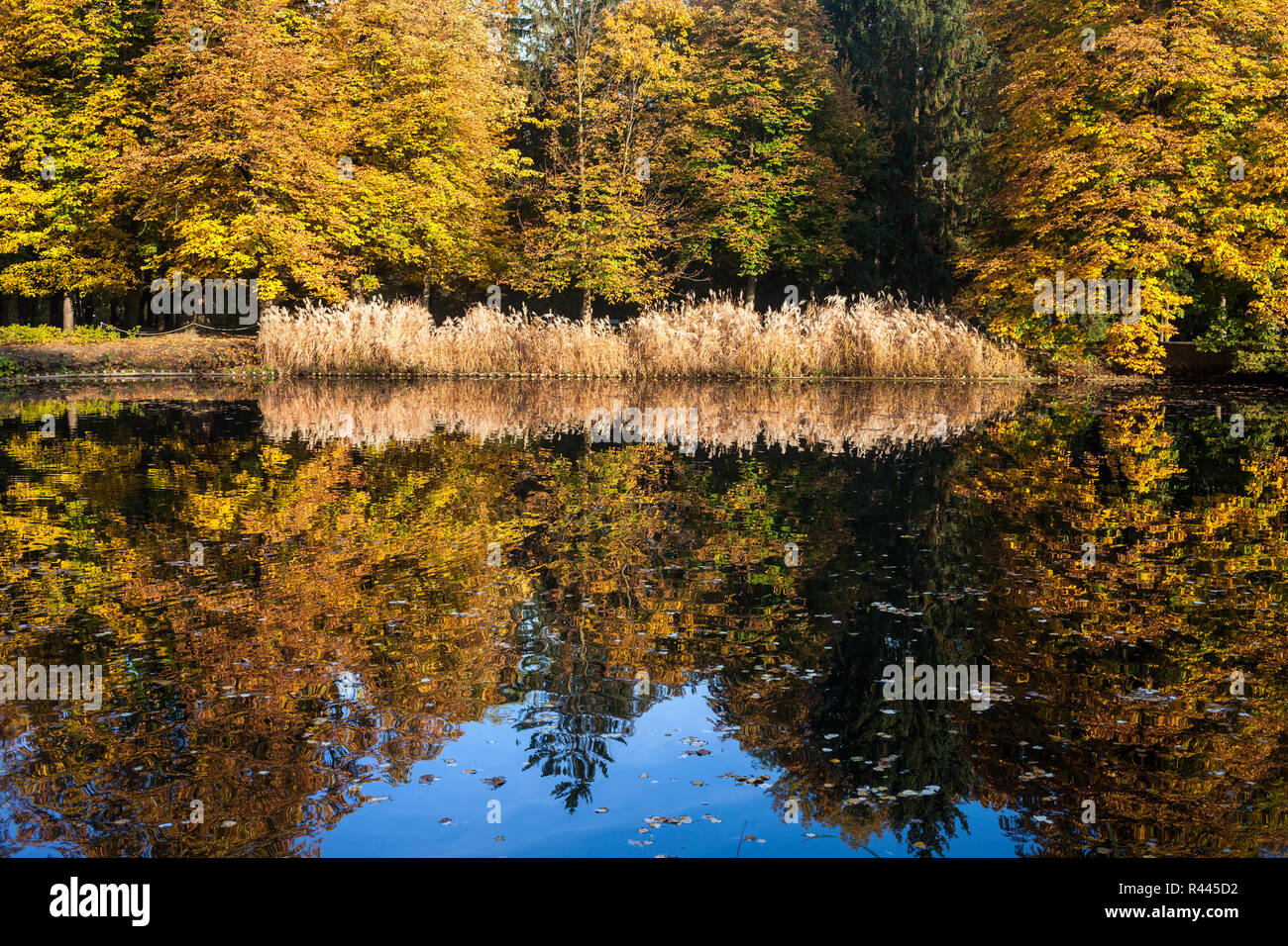 Autumn trees with reflection in lake at Lazienki Park (Royal Baths) in ...