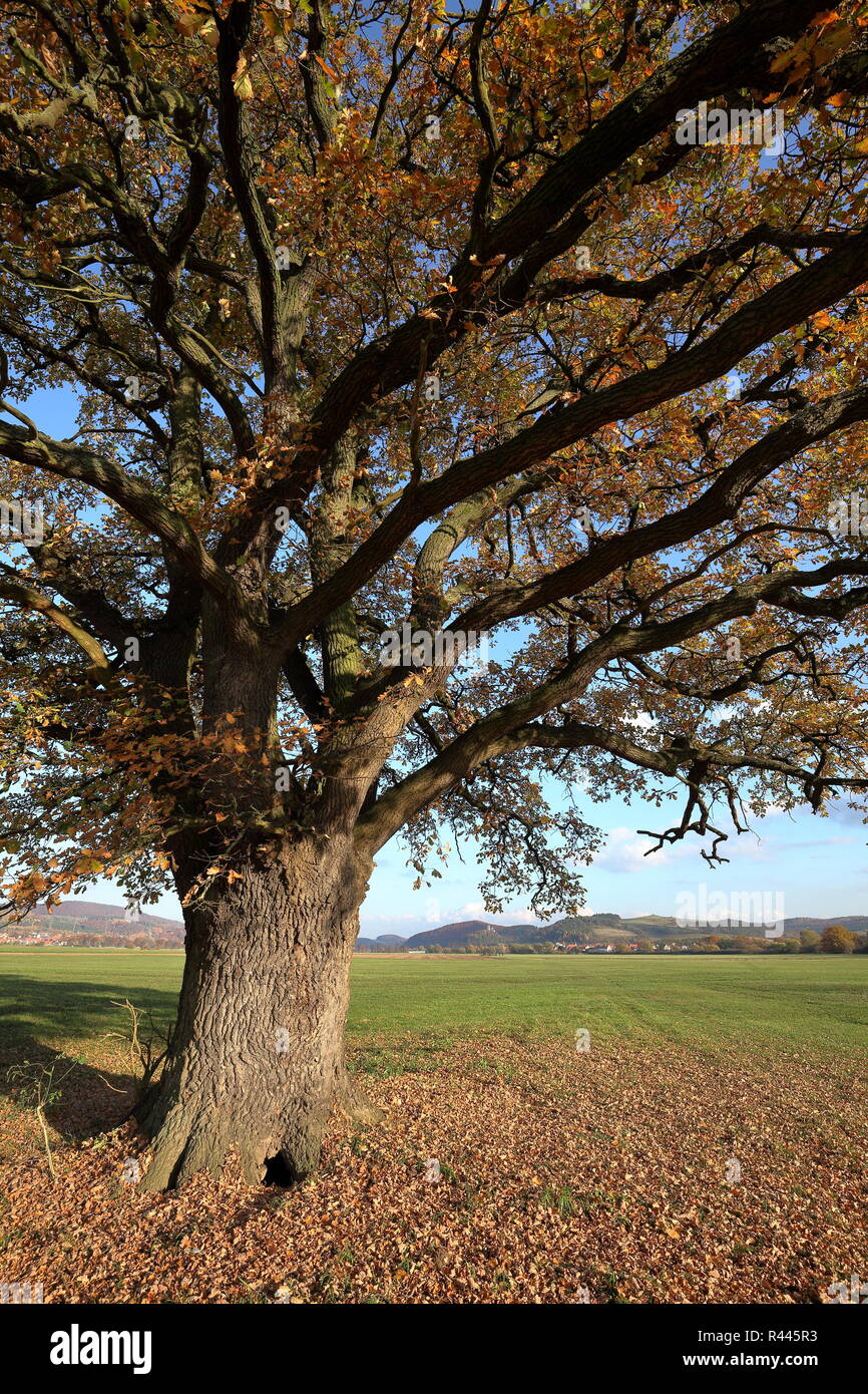 old oak tree in golden autumn Stock Photo - Alamy