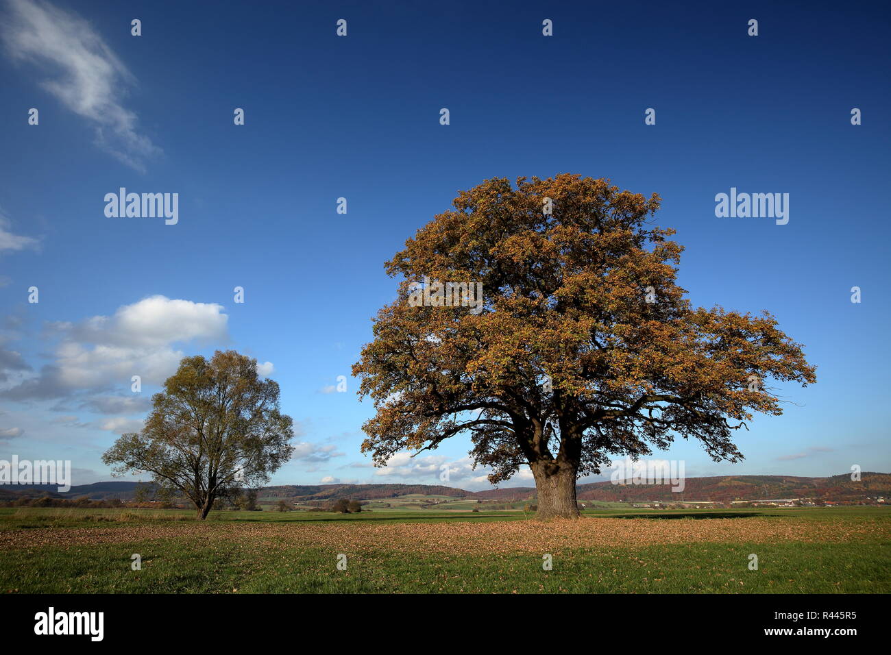 old oak tree in golden autumn Stock Photo - Alamy