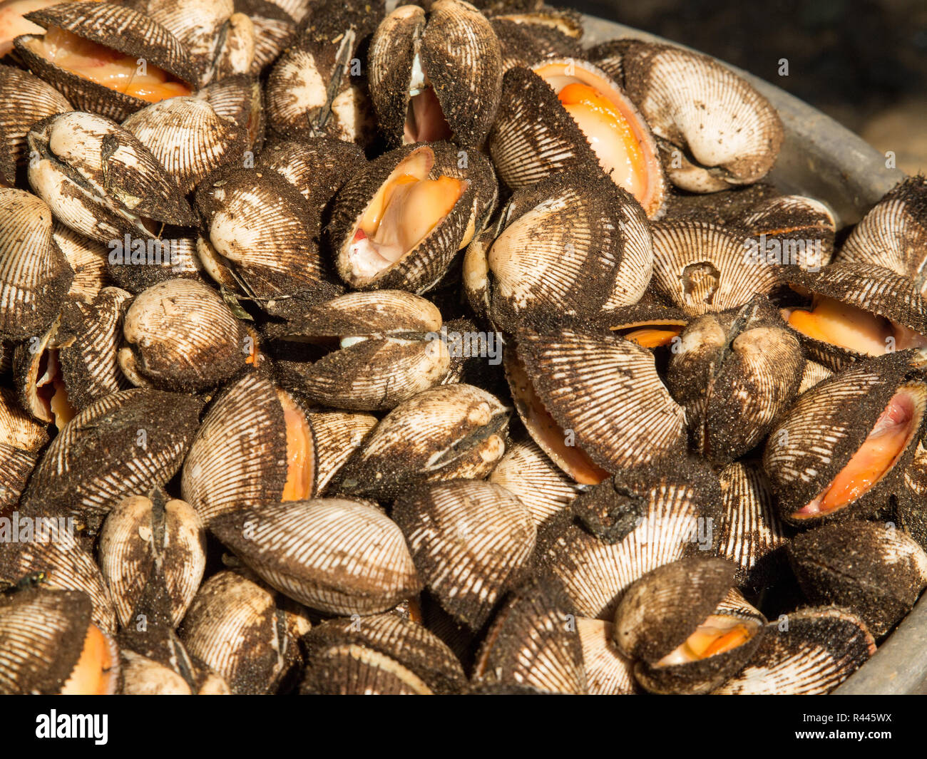 Clam shell sit hi-res stock photography and images - Alamy
