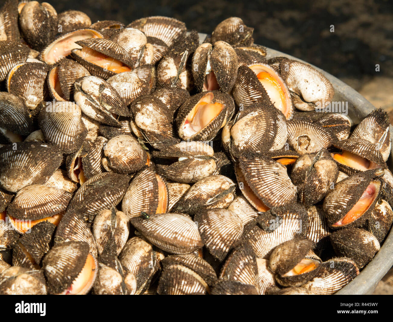 Clam shell sit hi-res stock photography and images - Alamy