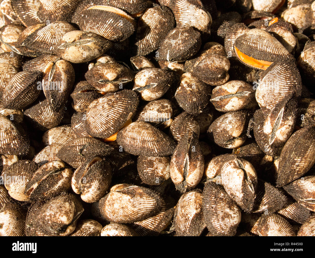 Clam shell sit hi-res stock photography and images - Alamy