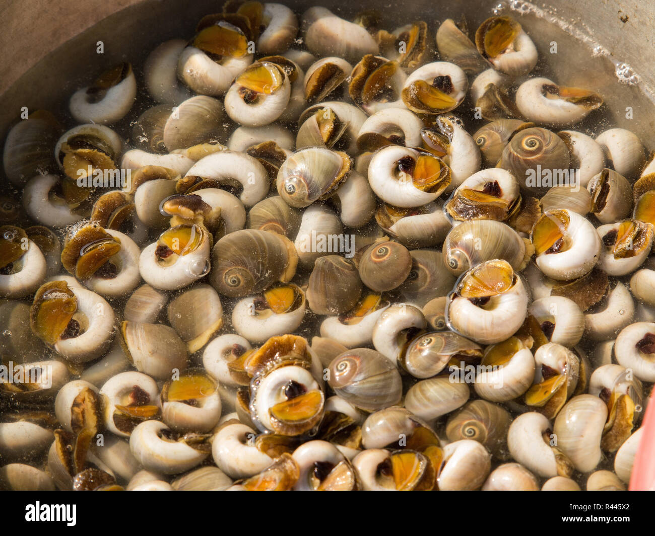 Clam shell sit hi-res stock photography and images - Alamy