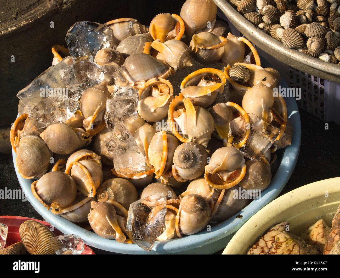 Clam shell sit hi-res stock photography and images - Alamy
