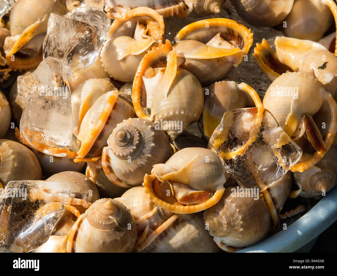 Clam shell sit hi-res stock photography and images - Alamy