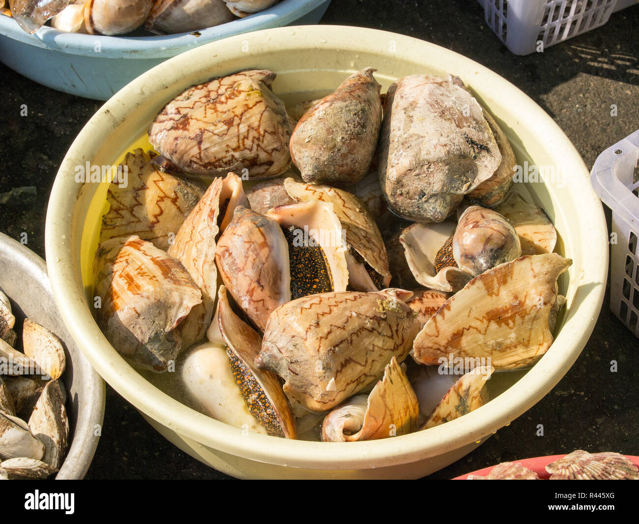 Clam shell sit hi-res stock photography and images - Alamy