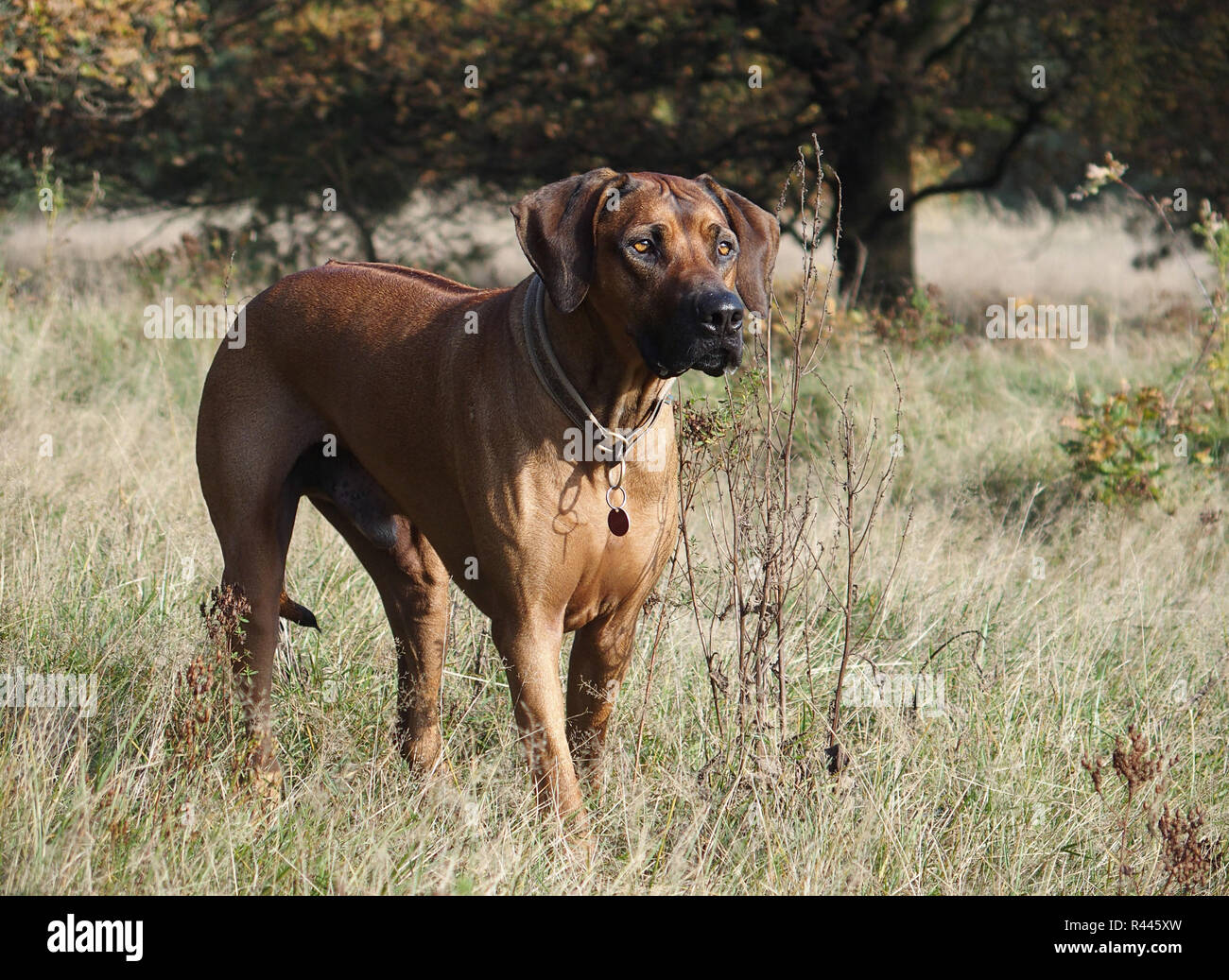 rhodesian ridgeback in terrain Stock Photo - Alamy