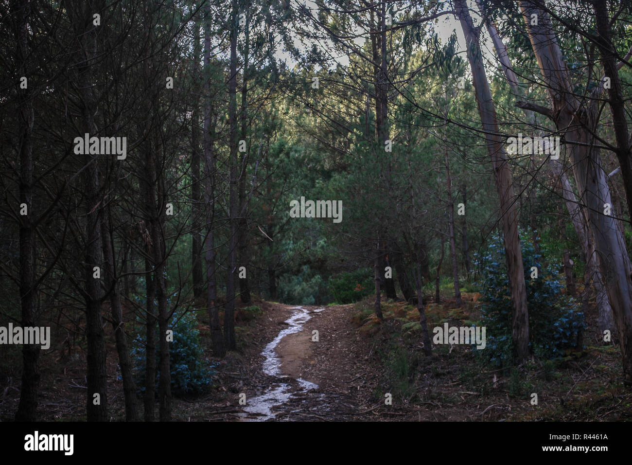 The Sintra forest Stock Photo - Alamy