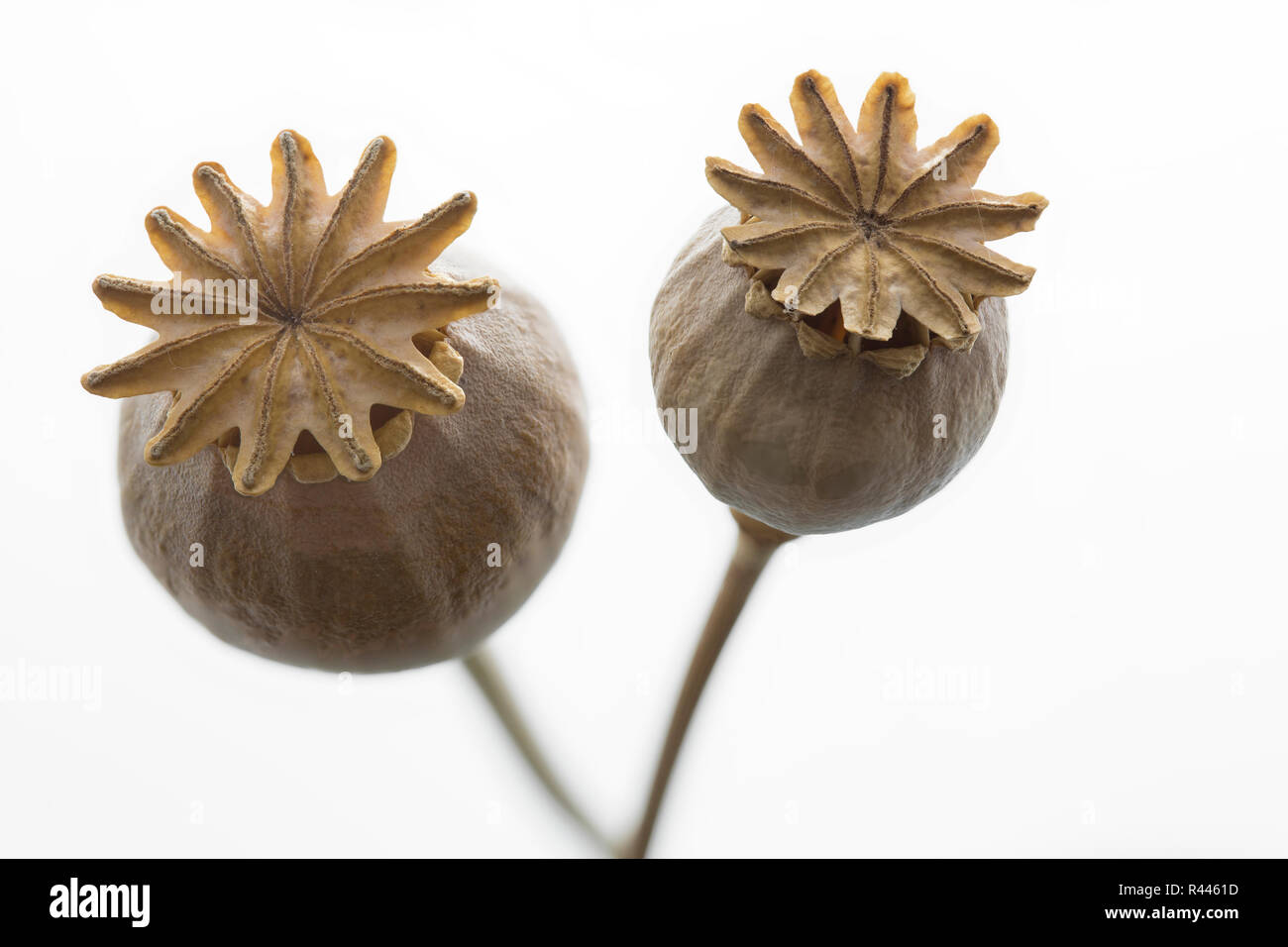 dried poppy heads isolated Stock Photo - Alamy