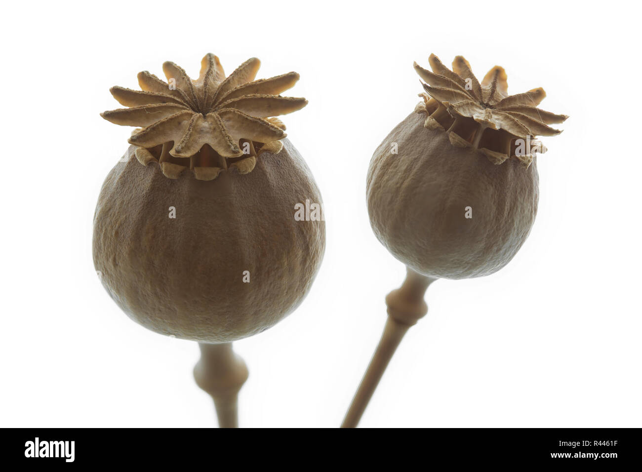 dried poppy heads isolated Stock Photo - Alamy