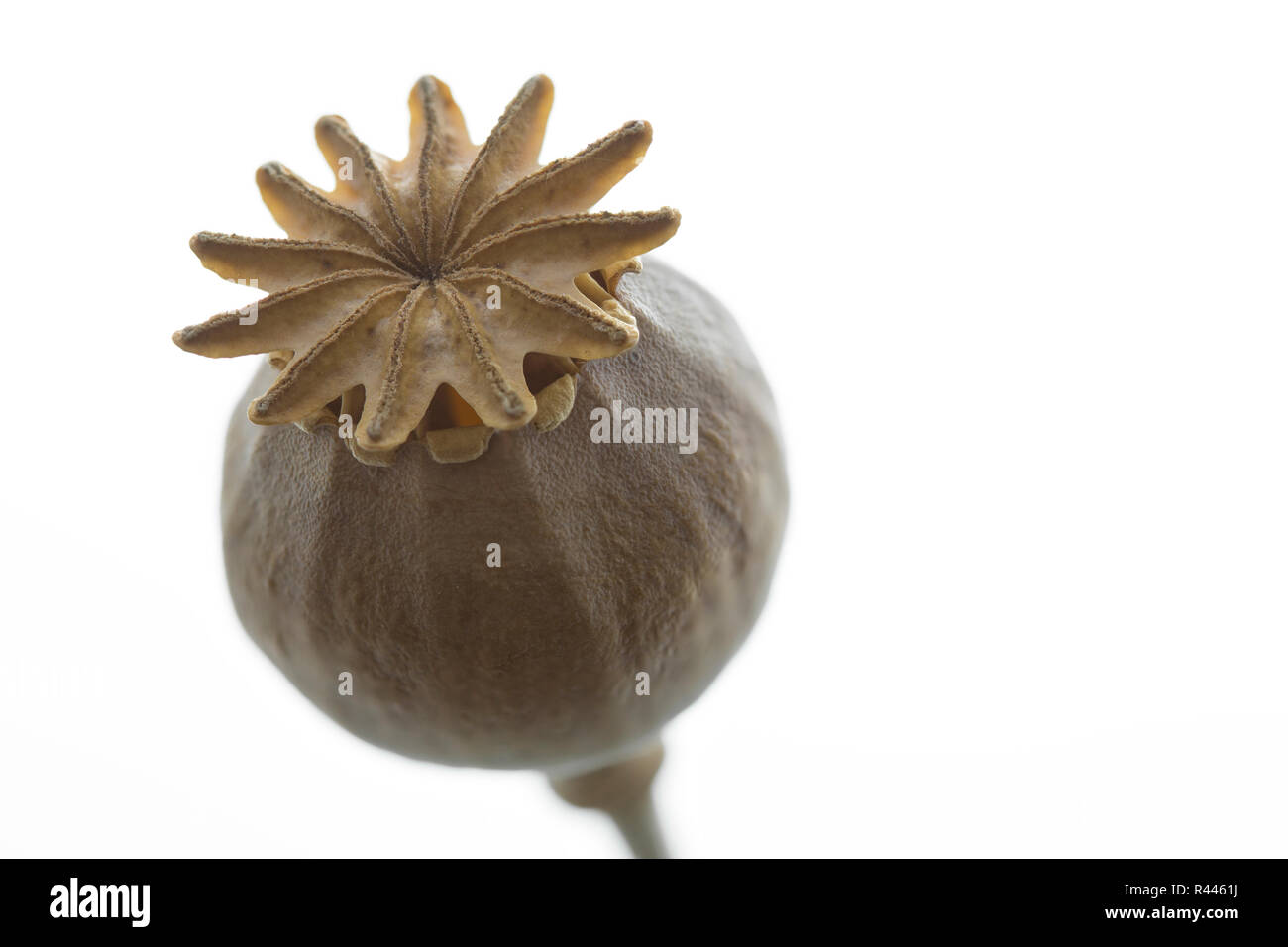 dried poppy capsule,isolated Stock Photo - Alamy