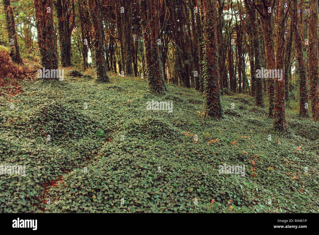 The Sintra forest Stock Photo - Alamy