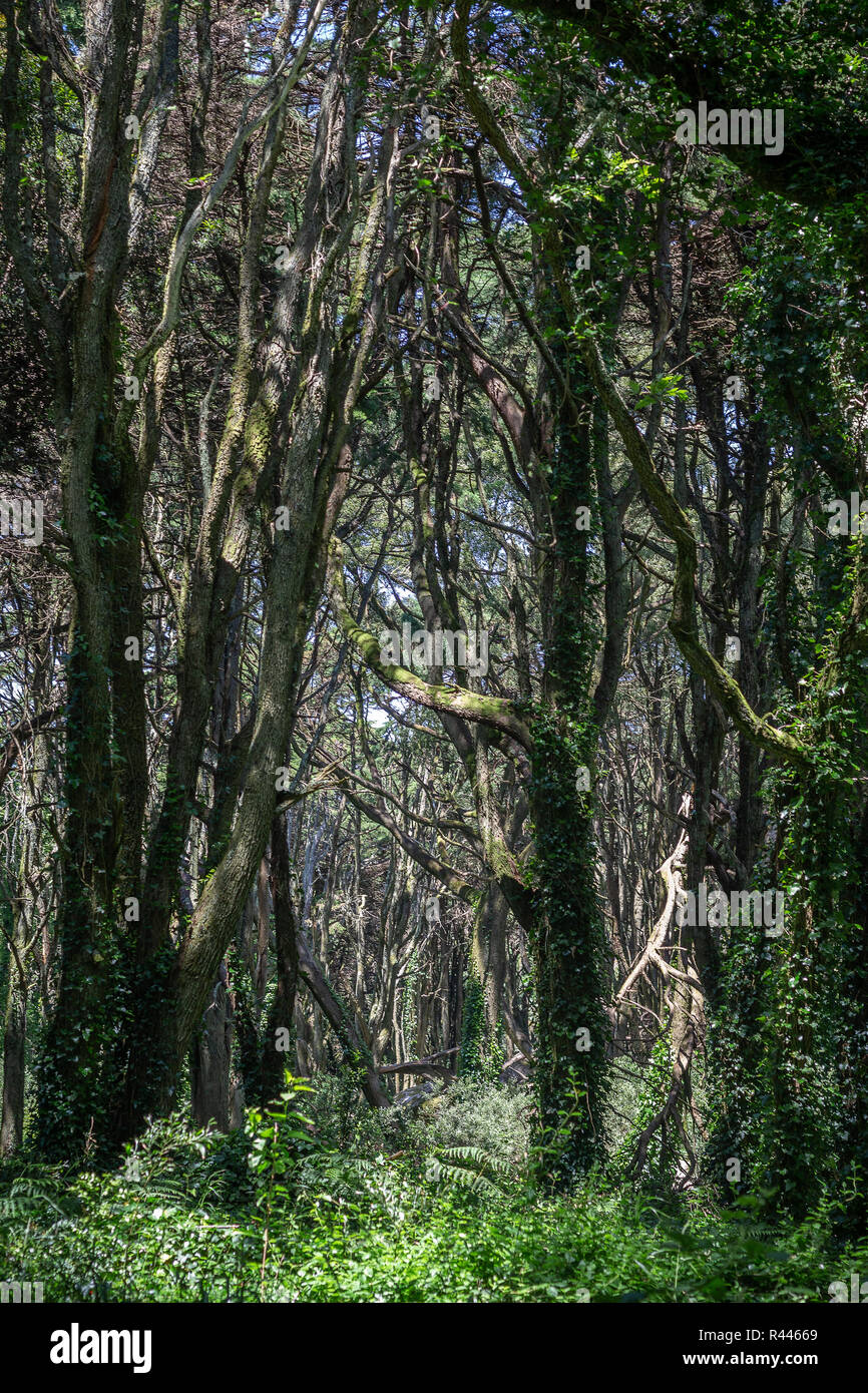 The Sintra forest Stock Photo - Alamy