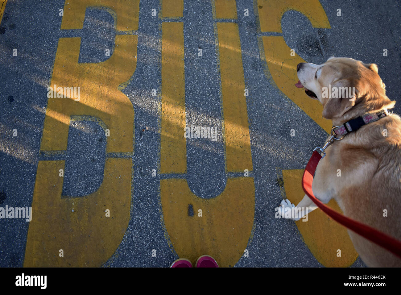 Golden Labrador retriever dog looking and waiting at a bus station ...