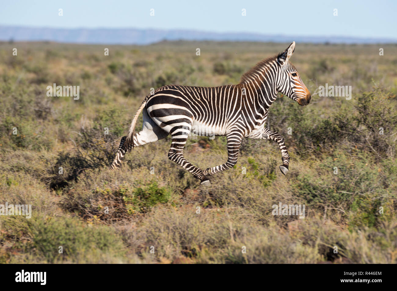 Mountain Zebra Running Stock Photo - Alamy