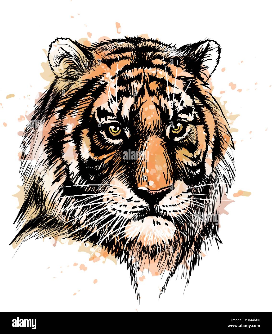 Tiger face watercolor Stock Vector Images - Alamy