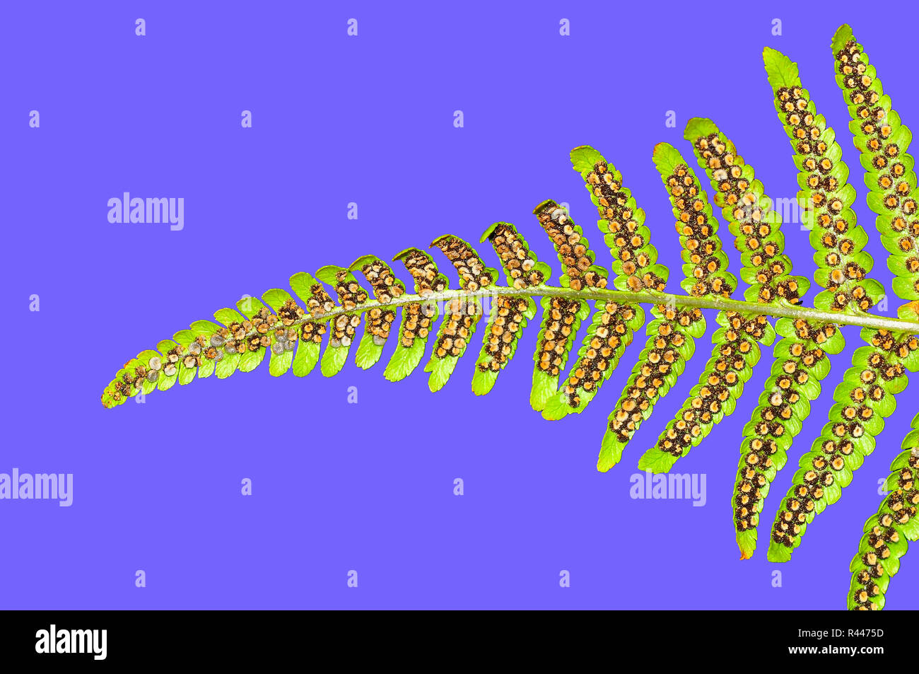 Fern spores hi-res stock photography and images - Alamy