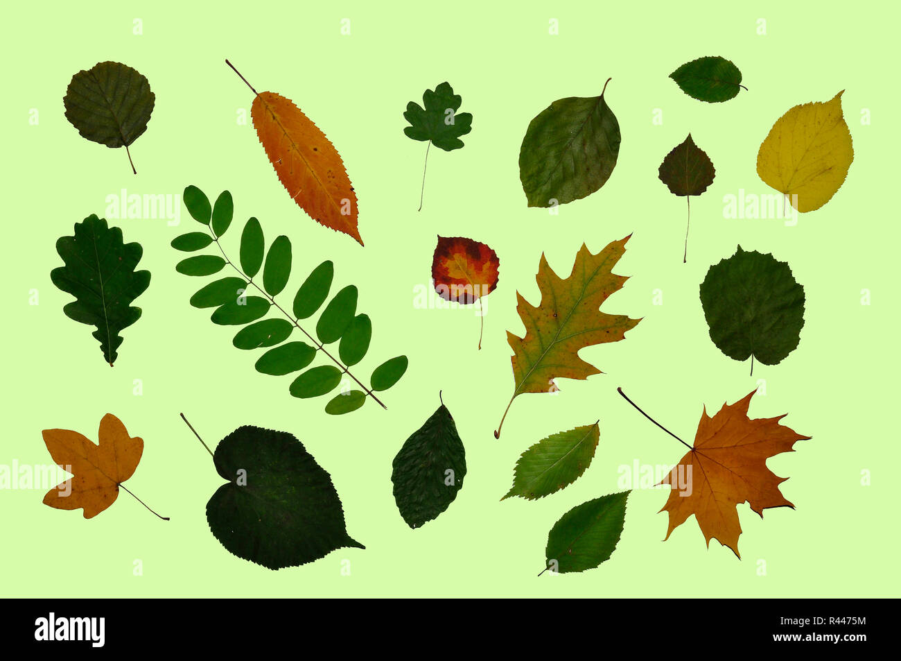 fall leaves in front light green background Stock Photo - Alamy