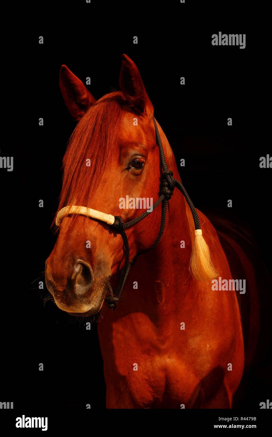 Holsteiner horse hi-res stock photography and images - Alamy