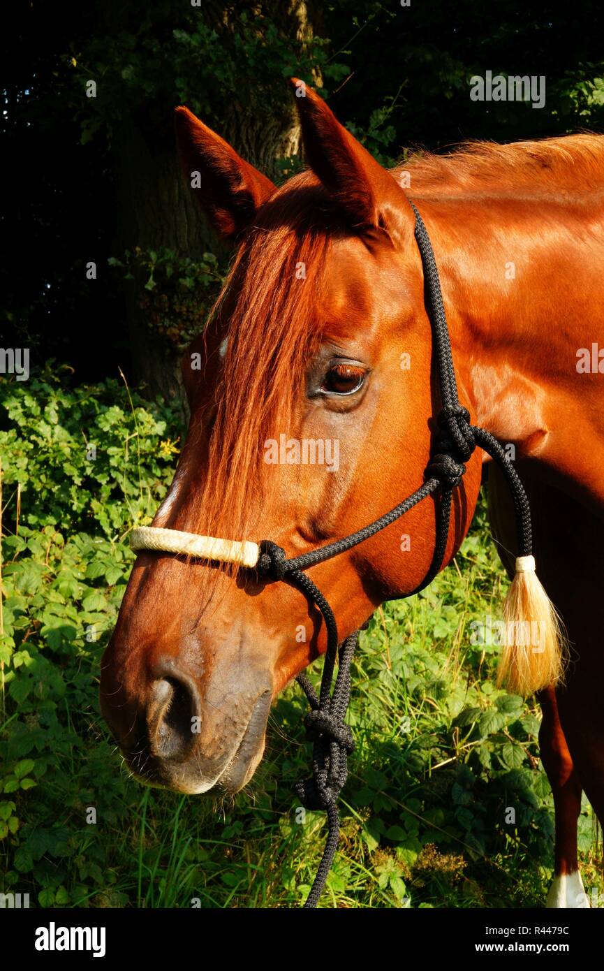 Holsteiner gelding hi-res stock photography and images - Alamy
