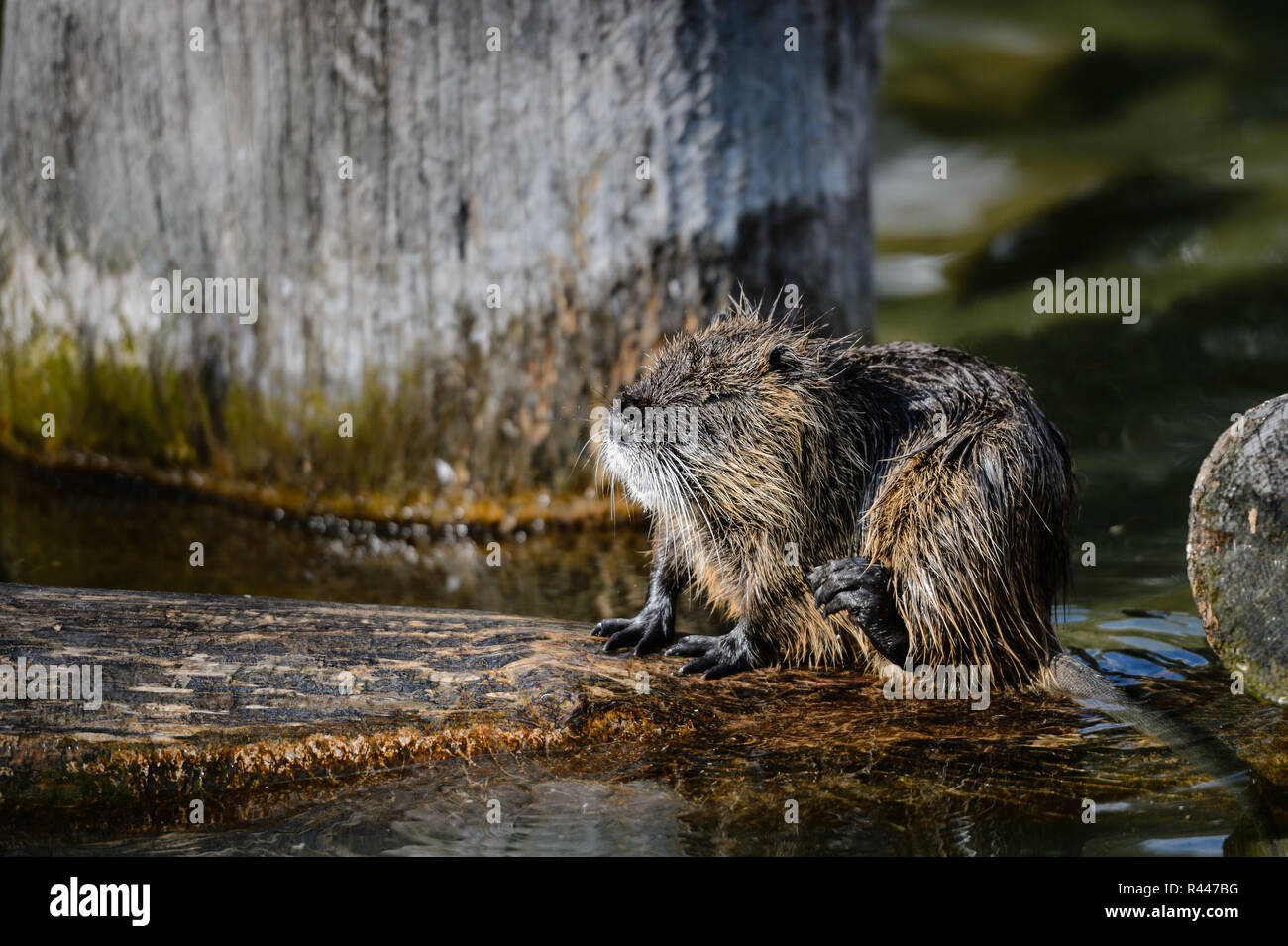 Beaver sweet animal hi-res stock photography and images - Alamy