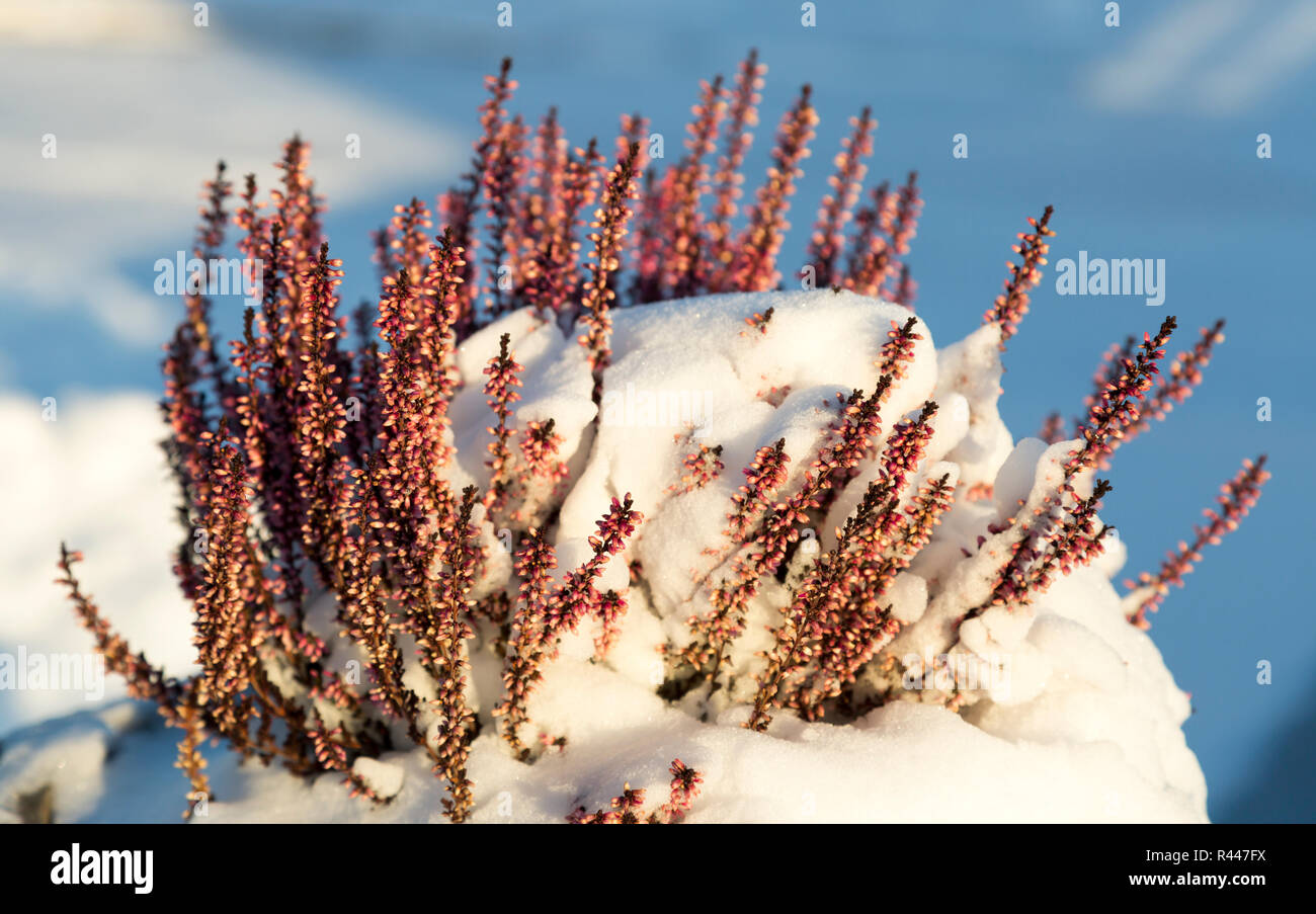Plant Covered in Snow Stock Photo - Alamy