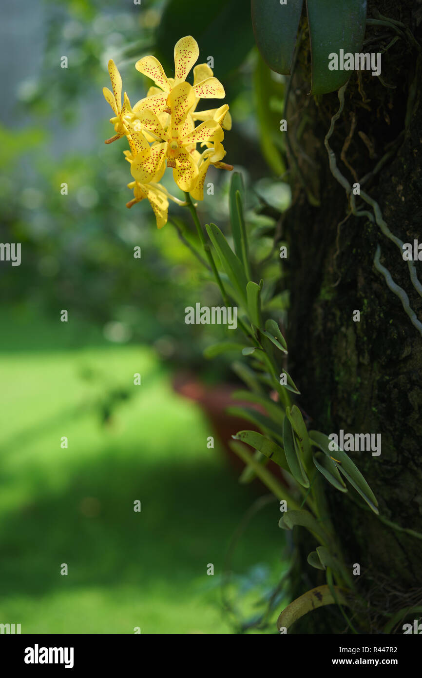 Yellow wild orchid hi-res stock photography and images - Alamy