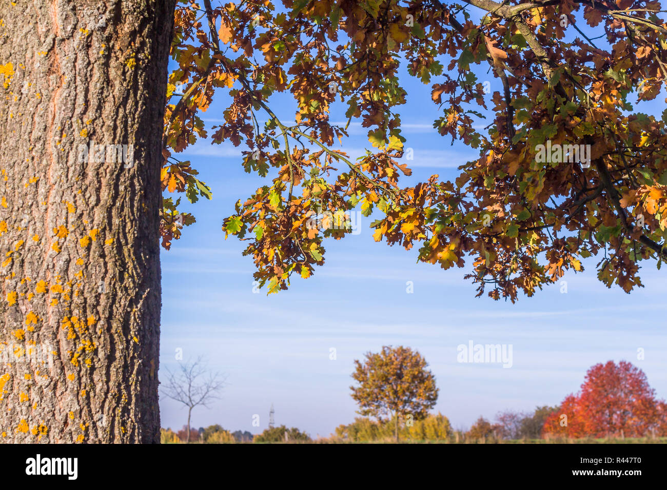 colorful autumn oak Stock Photo - Alamy