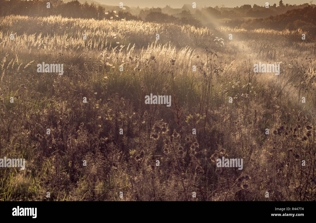 Natural grasses in sunny backlight Stock Photo - Alamy
