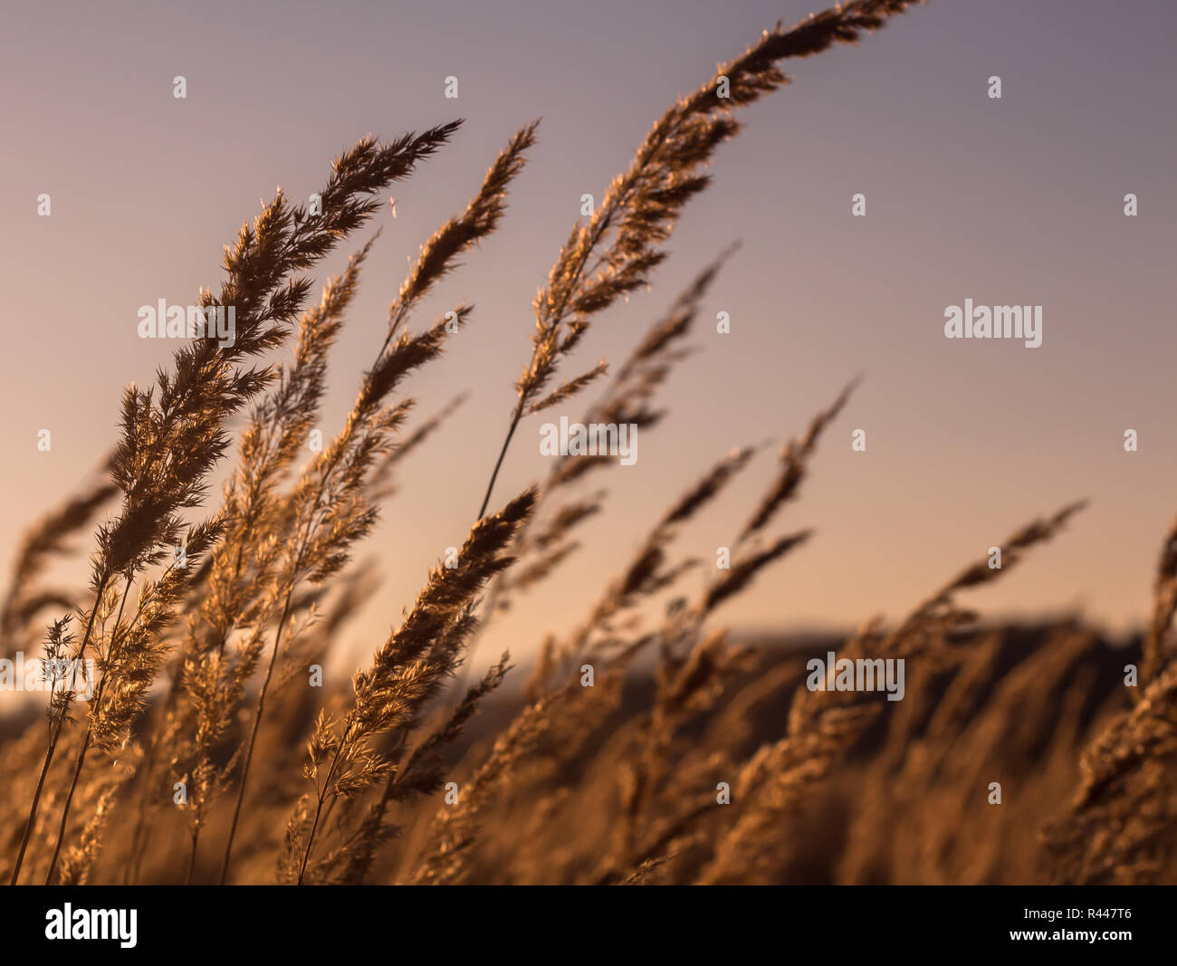 Natural grasses in sunny backlight Stock Photo - Alamy