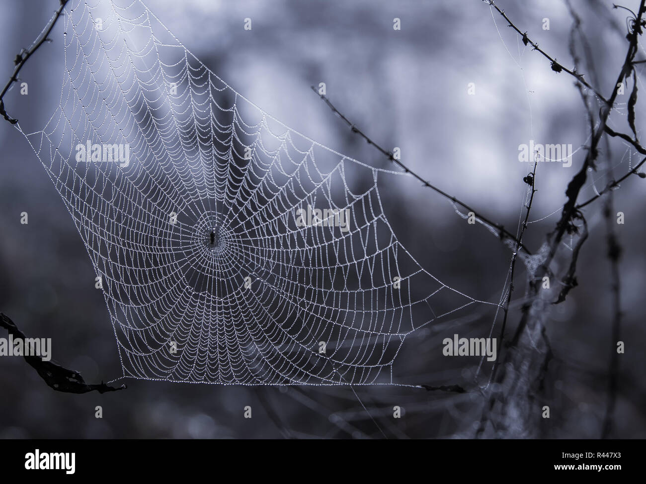 morning dew on spider web Stock Photo - Alamy
