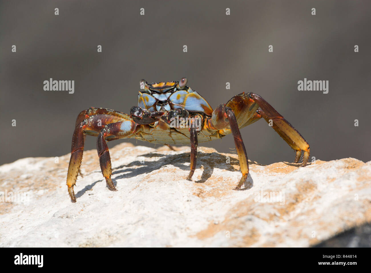 Sally lightfoot crab galapagos dramatic hi-res stock photography and ...