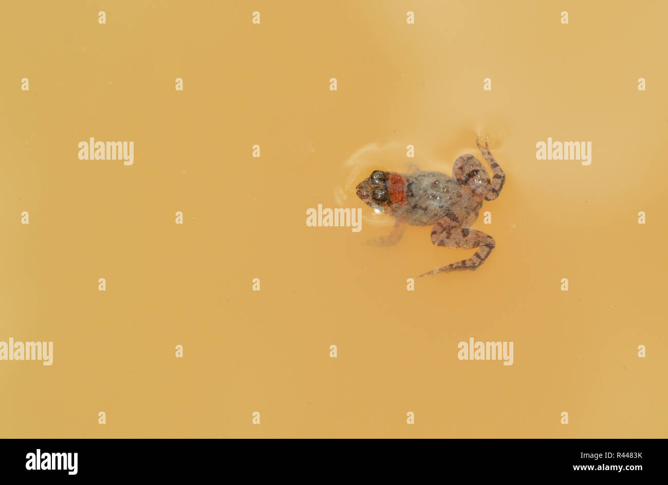 small frog / common brown little frog field float on the surface water ...