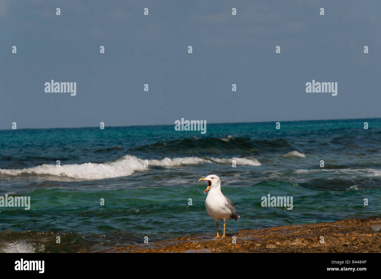 Fat sea gull hi-res stock photography and images - Alamy