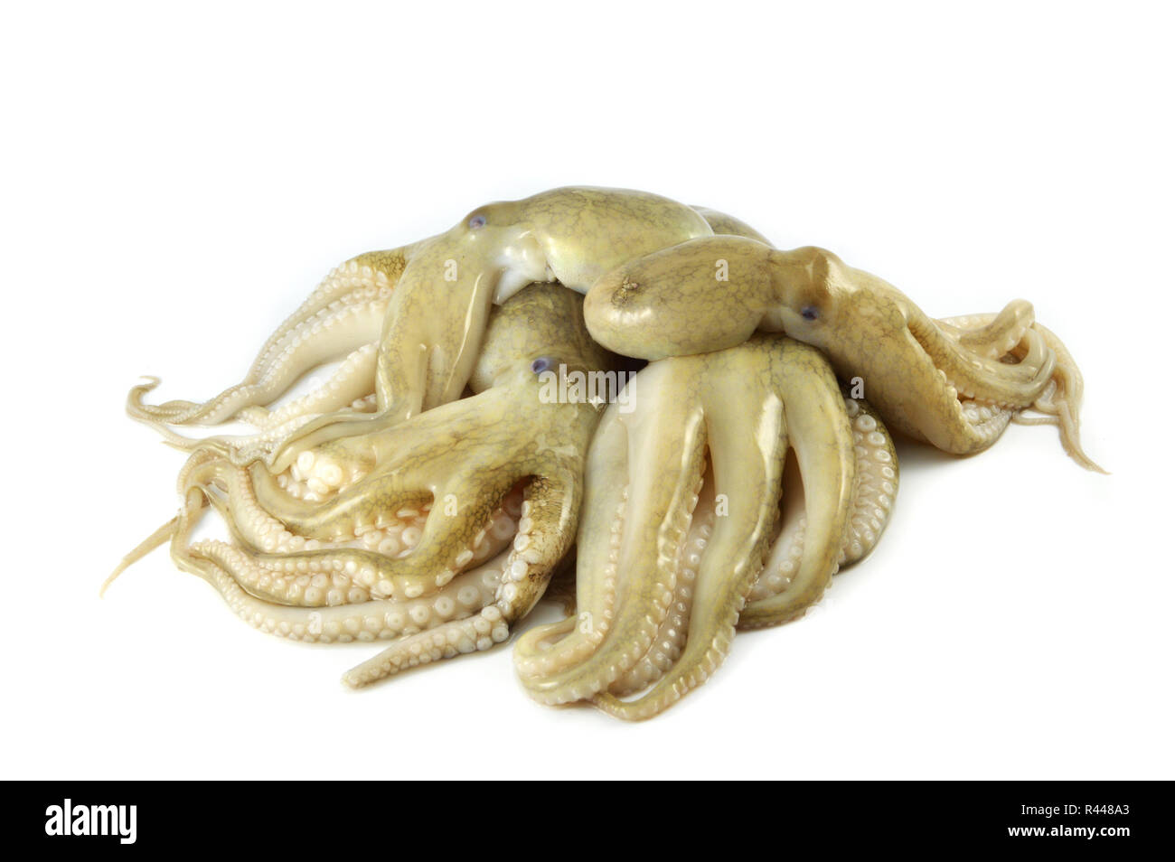 fresh squids isolated / pile of raw squids isolated on white background ...