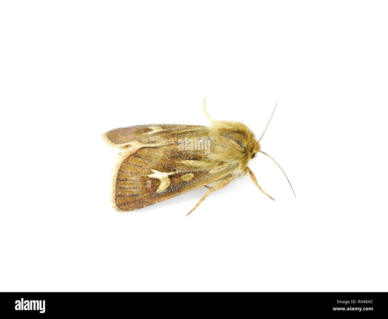 The nocturnal antler moth Cerapteryx graminis isolated on white ...