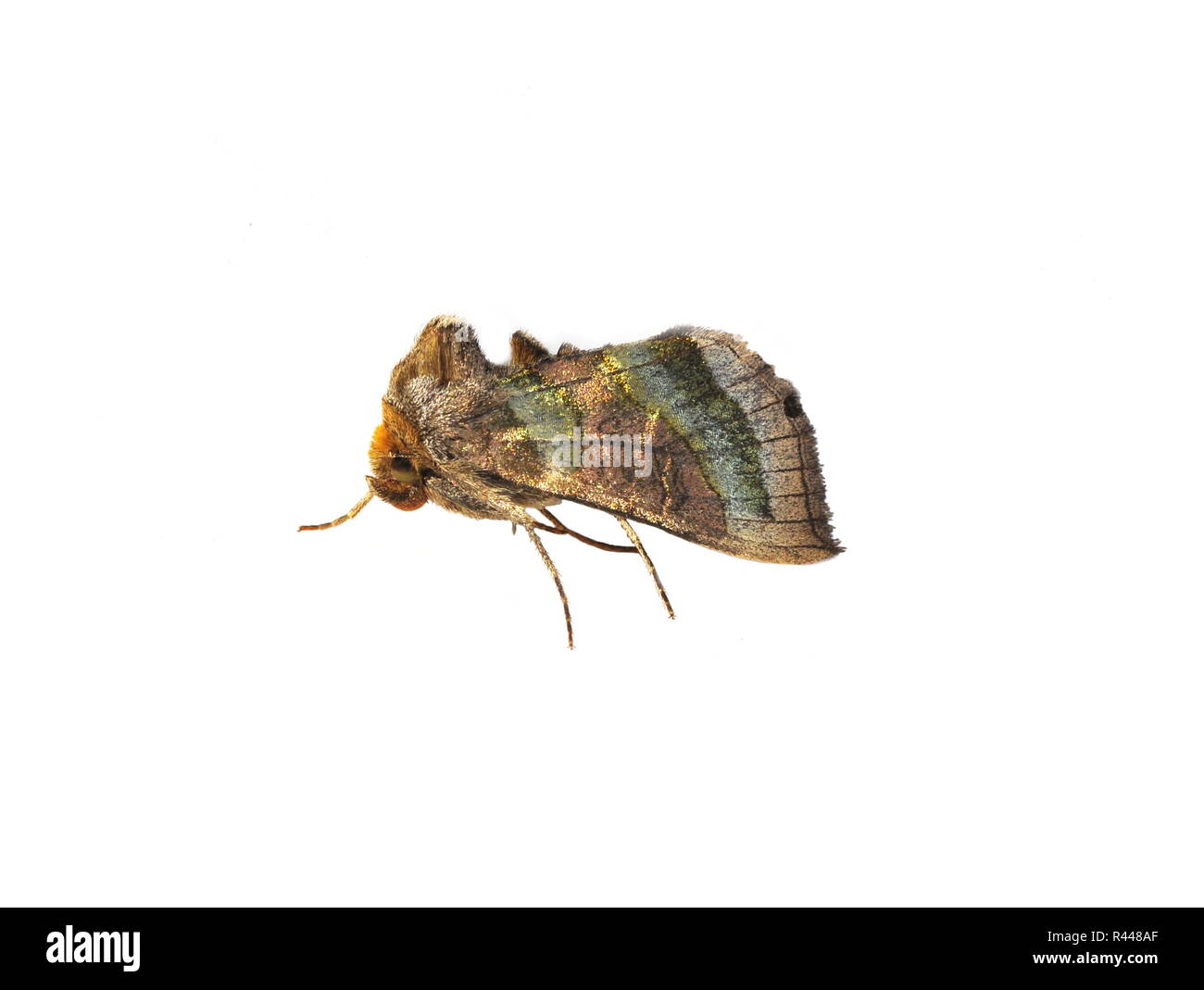 The Burnished Brass moth Diachrysia chrysitis isolated on white ...