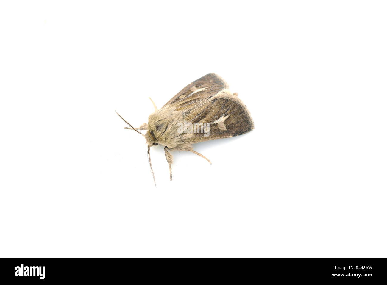 The nocturnal antler moth Cerapteryx graminis isolated on white ...
