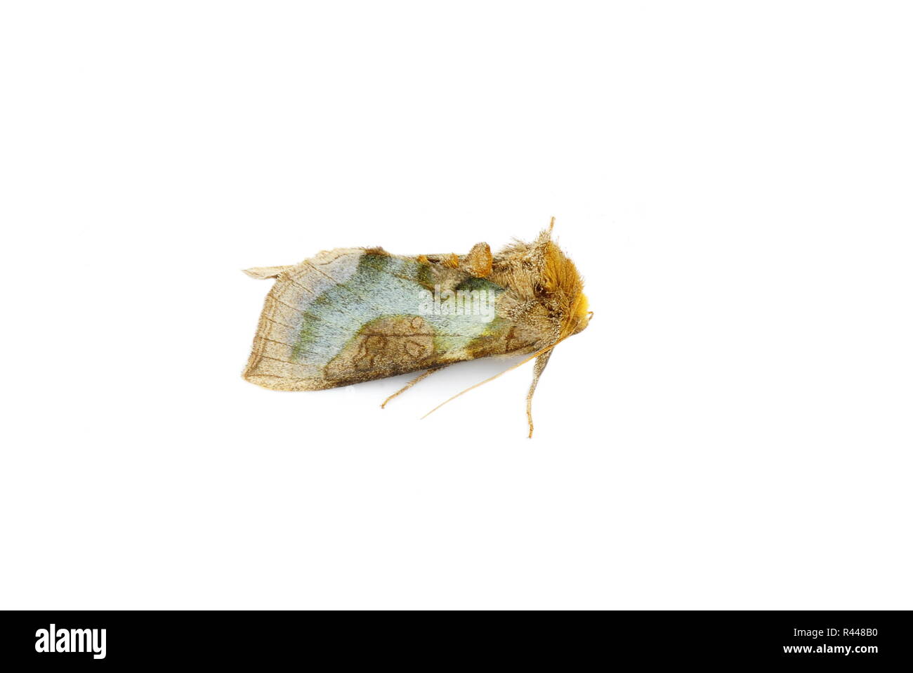 Cryptic Burnished Brass moth Diachrysia stenochrysis isolated on white ...