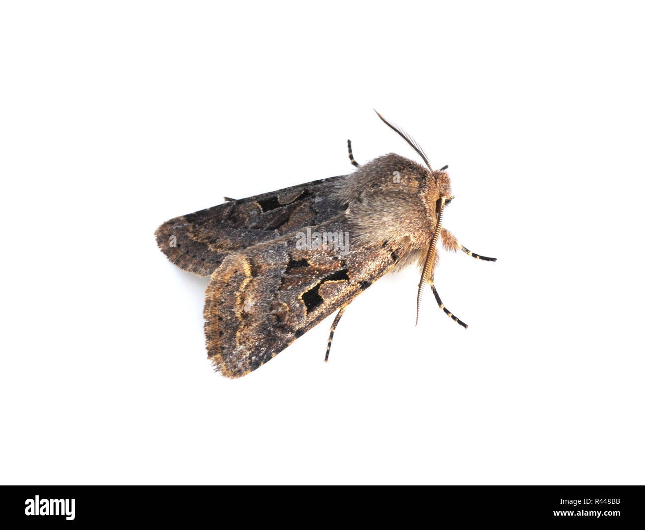 Hebrew Character moth Orthosia gothica on white background Stock Photo ...