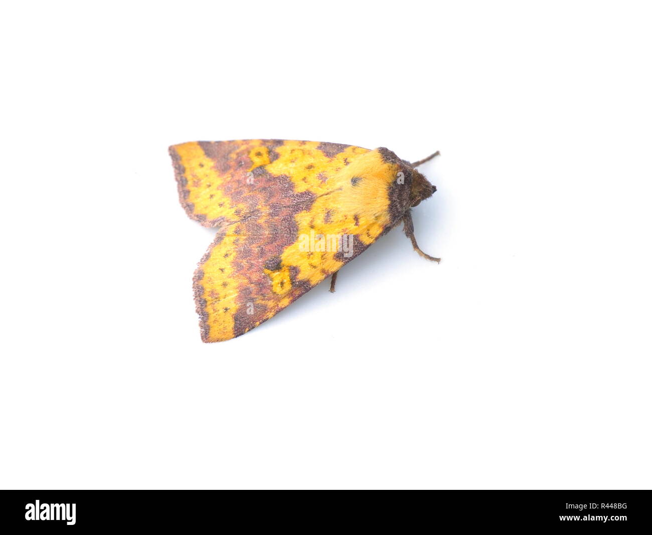 Nocturnal Pink-barred Sallow moth Xanthia togata isolated on white ...