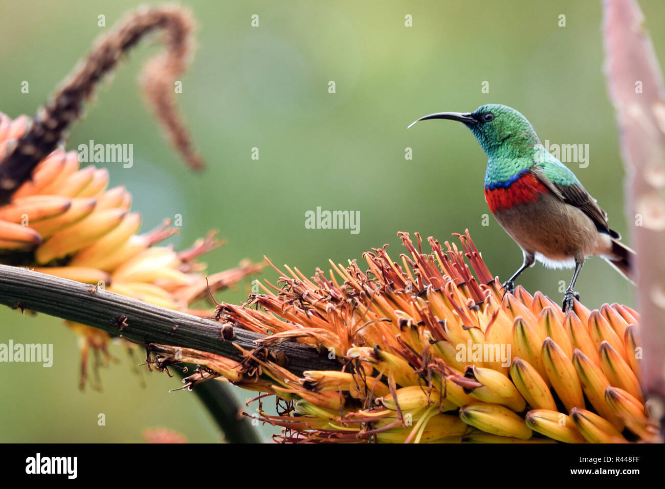 south african malachite sunbird Stock Photo - Alamy