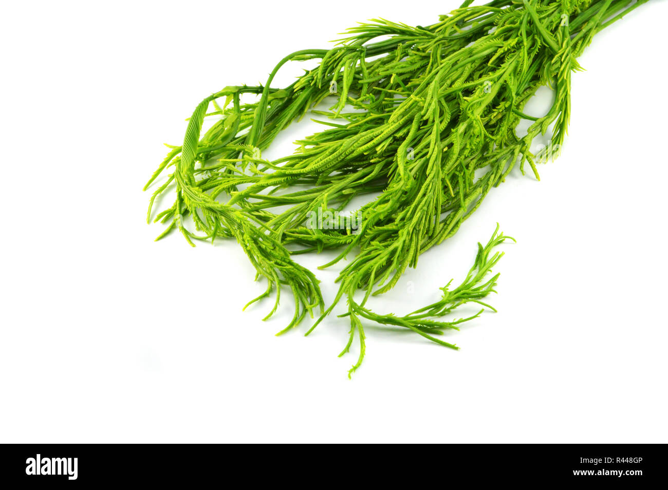 Acacia pennata isolated / fresh acacia pennata or climbing wattle ...