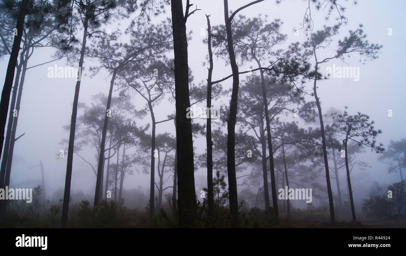 forest fog / pine tree with fog mist in the morning on winter season ...