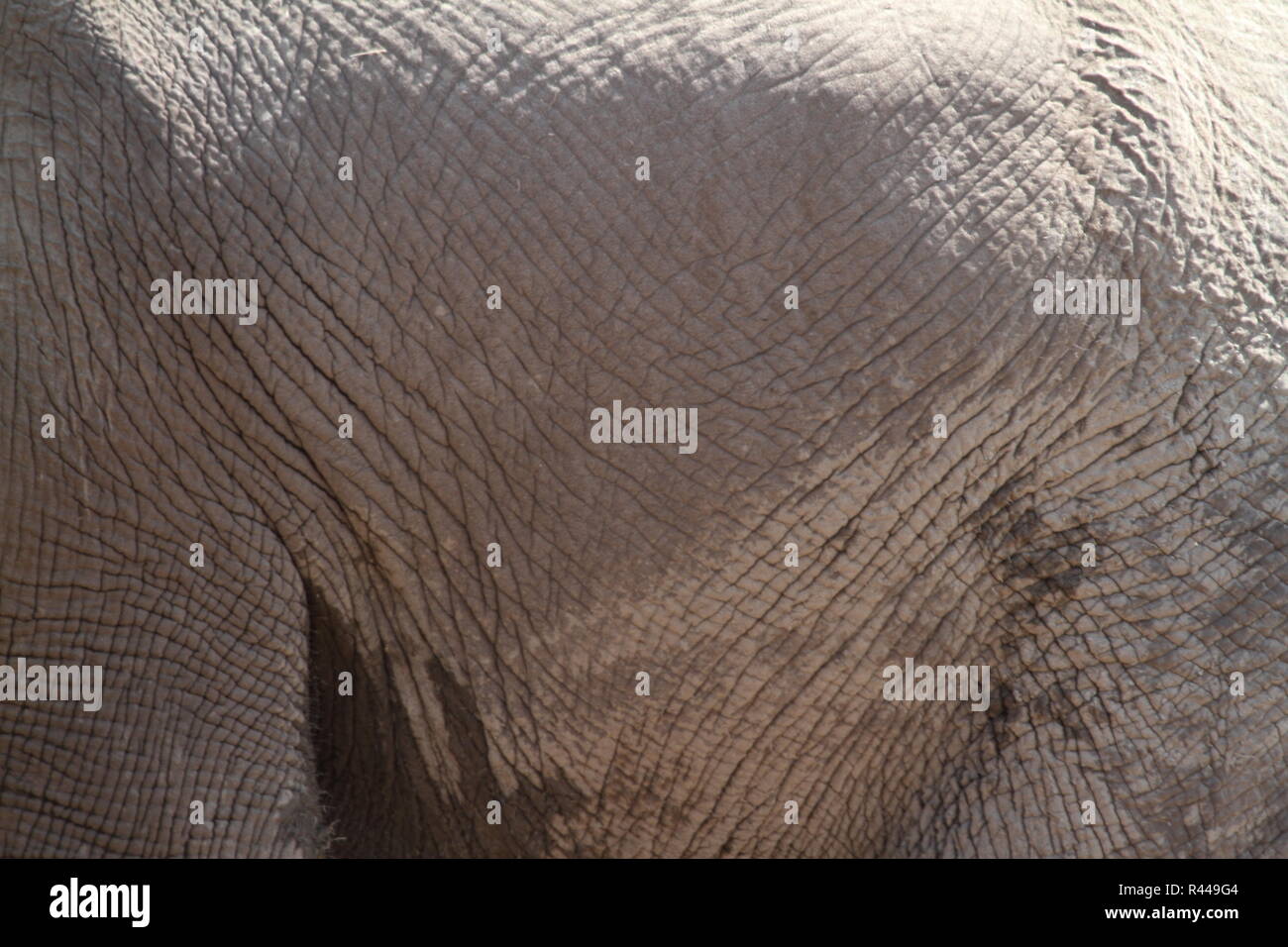 Elephant skin backdrop hi-res stock photography and images - Alamy