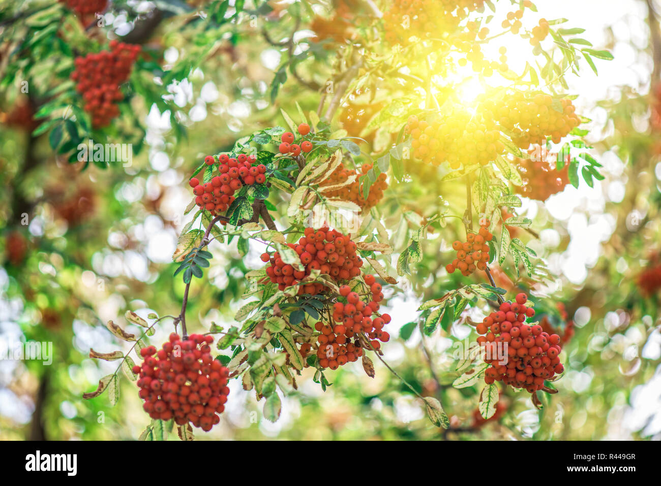 rowan-tree with rowanberry Stock Photo - Alamy