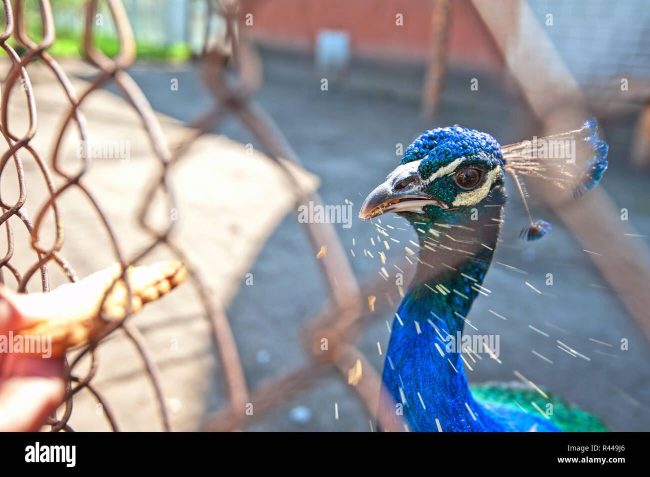 Human hand feeding peacock Stock Photo - Alamy